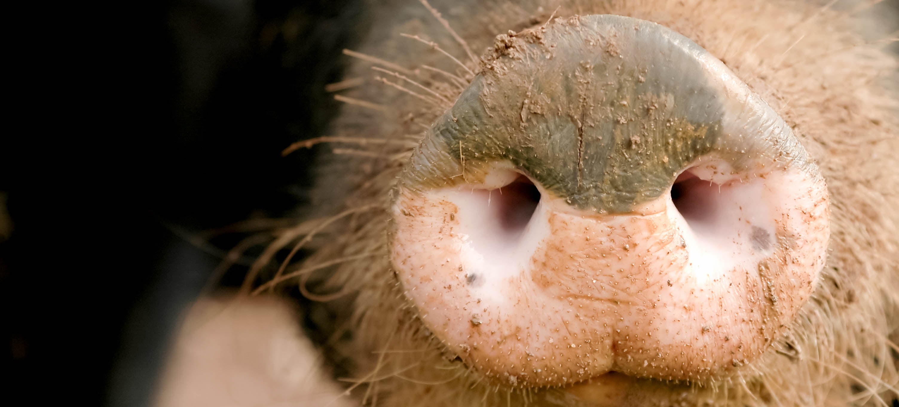 Sniffing out the Snouts 🐷🐽 – Natural Choice Pet Foods