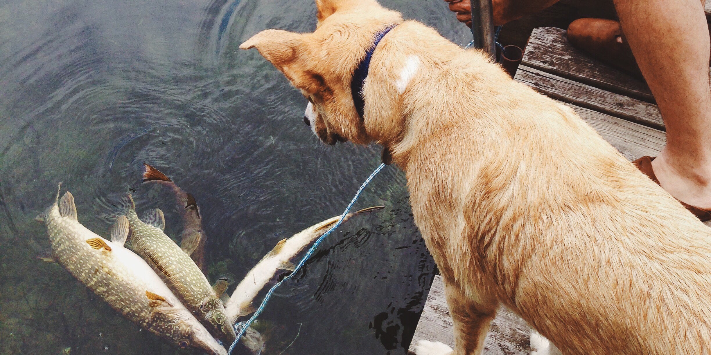 Why Add Fish To Your Dog's Diet? – Natural Choice Pet Foods